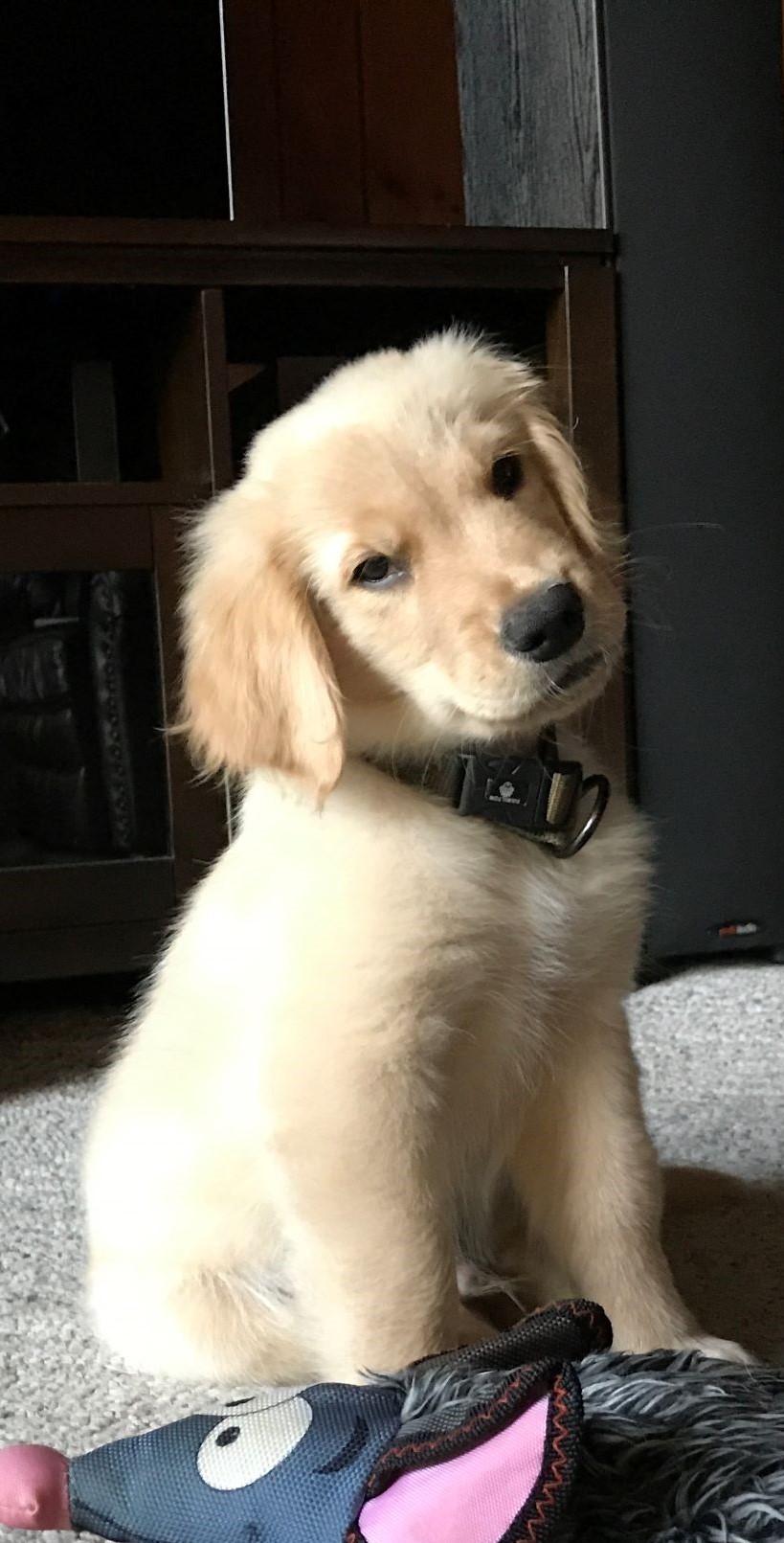 History of The Golden Retriever - Golden Retriever Blog